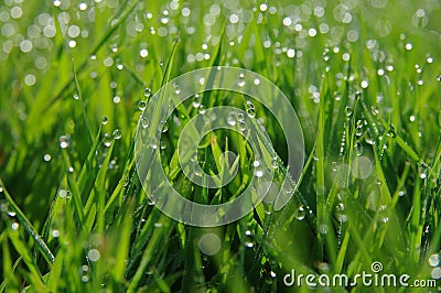 Dauw Royalty-vrije Stock Fotografie - Afbeelding: 10671567