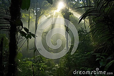 Dawn Breaking Through The Fog In The Rainforest Canopy Royalty-Free ...