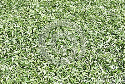 Daylight Wither Of Tea Leaves. Stock Photo - Image: 59380133