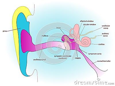 De Anatomie Van Het Oor Stock Foto's - Afbeelding: 13857343