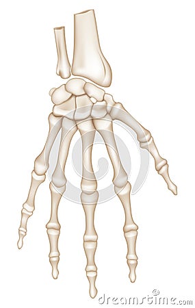 De Beenderen Van De Hand Stock Foto's - Afbeelding: 13250133