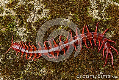 De Duizendpoot Stock Fotografie - Afbeelding: 34601622