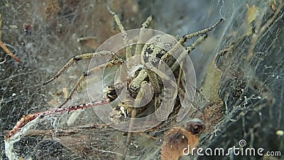 De Gele Spin Die Van Het Trechterweb Het Sap Van Een Insect, Dichter ...