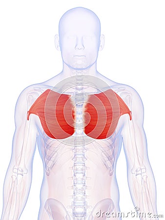 De Grote Borstspier Royalty-vrije Stock Fotografie - Afbeelding: 34164627