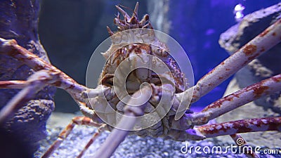 De Japanse Spinkrab is De Grootste Het Leven Krabspecies Stock Footage ...
