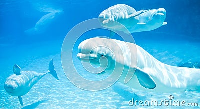 De Walvissen Van De Beloega Stock Fotografie - Afbeelding: 14943462