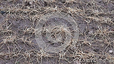 Dead Agriculture Crop Sprouts On Farm Field In Spring After Winter ...