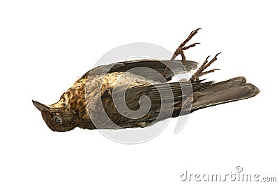Dead Bird Royalty Free Stock Images - Image: 12445439