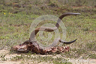 Dead Buck Stock Photo - Image: 70345819
