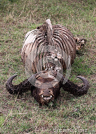 Dead Buffalo Stock Photo - Image: 51154720
