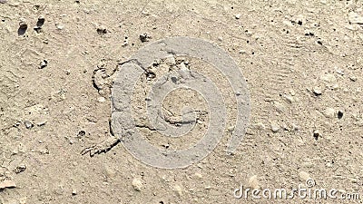 Dead Crushed Dried Frog or Toad on the Road in the Dust Stock Footage ...