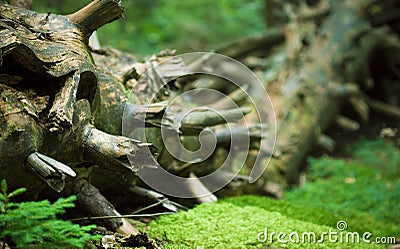 Dead Fir Tree Stock Image - Image: 2652721