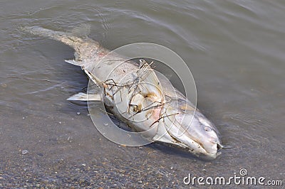 Dead Fish Floating On Water Stock Photo - Image: 15815230
