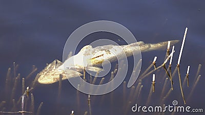 Dead Fish Floats on the Water Stock Video - Video of contaminated ...