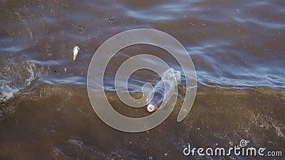 Dead Fish and Plastic Bottle Swim in the Dirty Waters of the Lake Stock ...