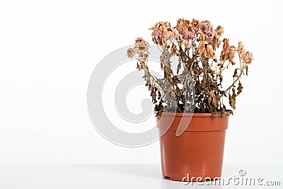 Dead Flowers Royalty Free Stock Image - Image: 17870646