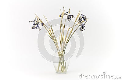 Dead Flowers In A Vase Royalty Free Stock Photos - Image: 17876818