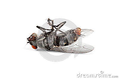 Dead House Fly Stock Photography - Image: 34493022