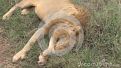 Dead Lion on the savanna stock footage. Video of tired - 98052402