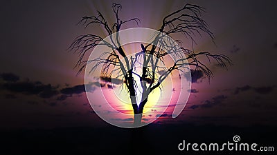 Dead tree sunrise 4k stock footage. Video of golden - 251229394