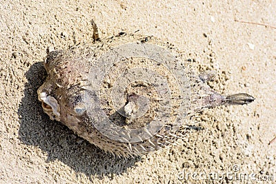Dead Puffer Fish Objects Washed Up On Tropical Beaches Royalty-Free ...