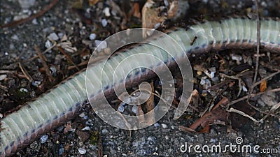 Dead snake on pavement stock video. Video of bite, bark - 158051485