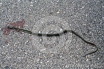 Dead Snake On The Road Stock Image - Image: 4903241
