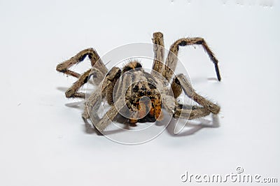 Dead Spider Royalty-Free Stock Photo | CartoonDealer.com #123415281