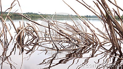 A Dead Tree Sticking Out of the Water Stock Video - Video of ...