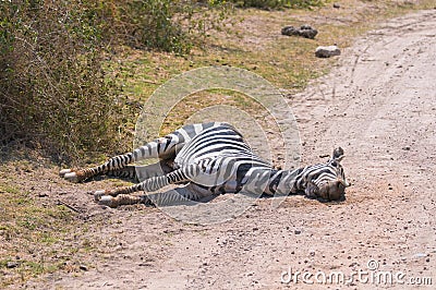 Dead Zebra, Amboseli National Park, Kenya Royalty Free Stock Photo ...