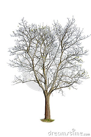 Deciduous Spring Tree With Sprouts Cut-out. Isolated Plant On White ...