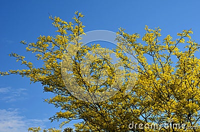 Is A Deciduous Tree, Native To North America. It Grows To A Height Of ...