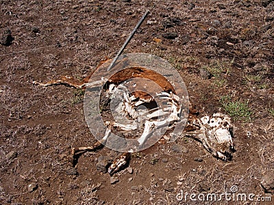 Decomposing Cow Royalty Free Stock Photography - Image: 30688057