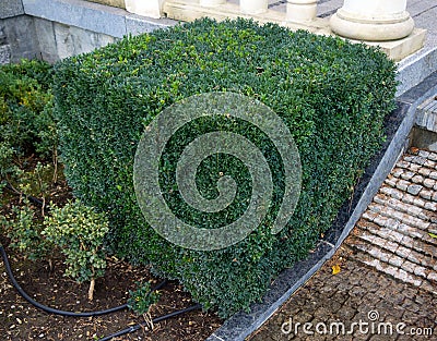 The Decorative Shrubs Haircut In The Form Of A Cube Stock Photography ...