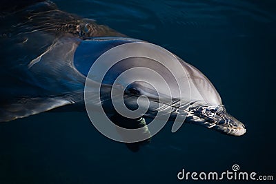 Deep Blue Dolphin Royalty-Free Stock Photography | CartoonDealer.com ...