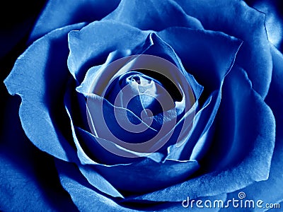 Deep Blue Rose Stock Image - Image: 84131