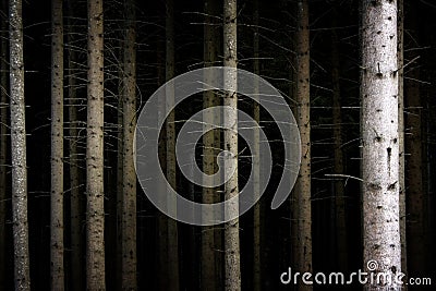 Deep Dark Forest Royalty-Free Stock Photo | CartoonDealer.com #471933