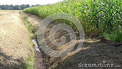 Deep Ditch at the Edge of a Maize Field, Which Drains the Drainage ...