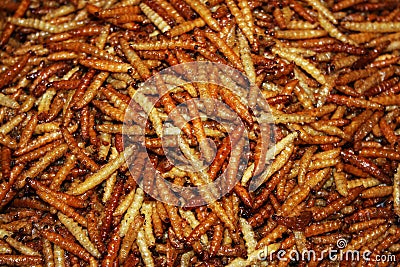 Deep Fried Bugs Royalty Free Stock Photo - Image: 3545665