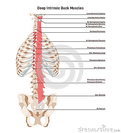 Deep Intrinsic Back Muscles, Transversospinalis. Backbone Muscular ...