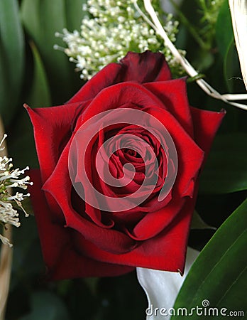 Deep Red Rose Royalty-Free Stock Photography | CartoonDealer.com #114119