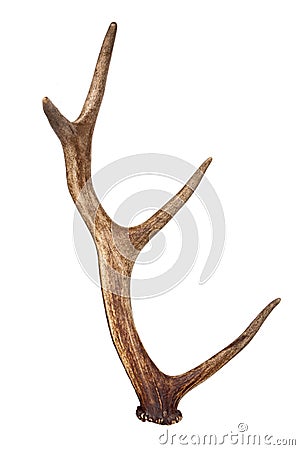 Deer Horn Royalty Free Stock Photo - Image: 25026915