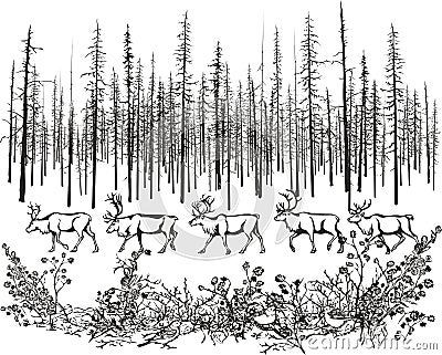Deer In The Northern Taiga. Vector Illustration | CartoonDealer.com ...