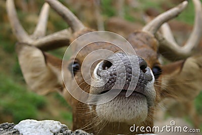 Deer Nose Royalty Free Stock Images - Image: 4033829
