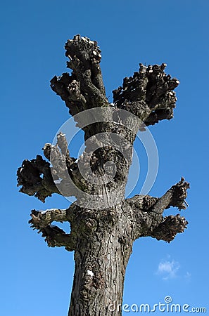 Defoliated Trees On Street Royalty Free Stock Images - Image: 13467709