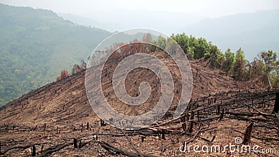 Deforestation, after Forest Fire, Natural Disaster Stock Footage ...