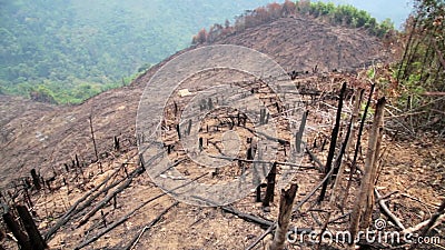 Deforestation, after Forest Fire, Natural Disaster Stock Video - Video ...