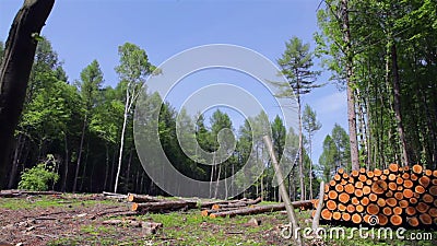 Deforestation in the taiga stock footage. Video of heap - 55417558