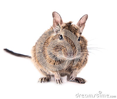 Degu Baby Stock Image - Image: 24665971