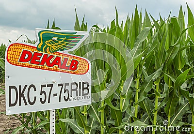 Dekalb Seed Corn Plot Editorial Stock Photo - Image: 38079128